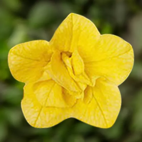 Callie Double Yellow | Syngenta Flowers