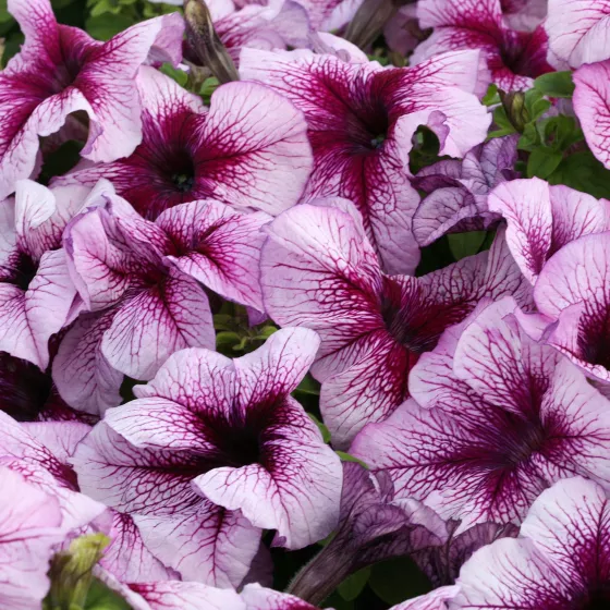 Prism Blueberry Sundae | Syngenta Flowers