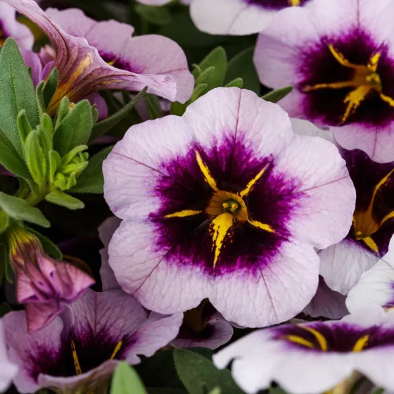 Callie Blueberry Spark | Syngenta Flowers