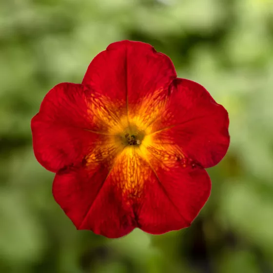 Fun House Ruby Glow | Syngenta Flowers