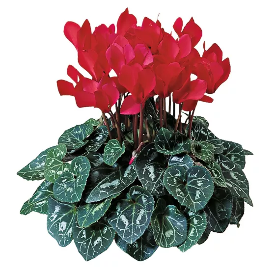 Merita (Laser) Scarlet | Syngenta Flowers