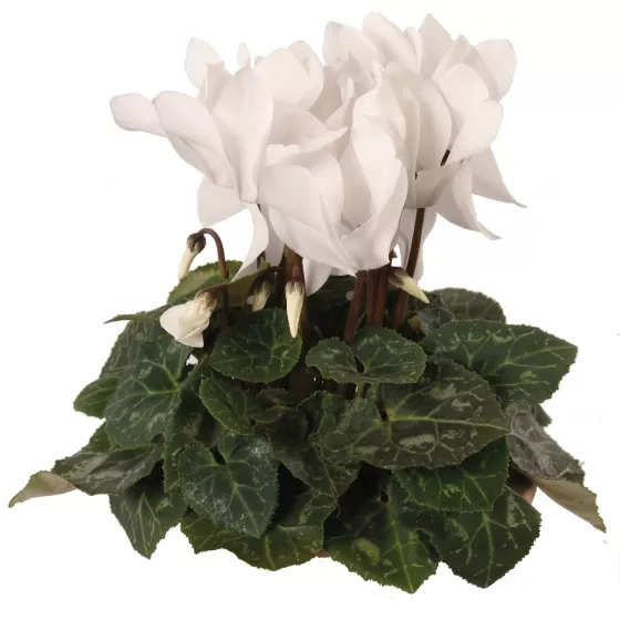 Merita White | Syngenta Flowers
