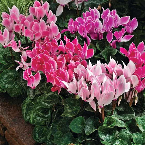 Merita (Laser) Flame Mix | Syngenta Flowers