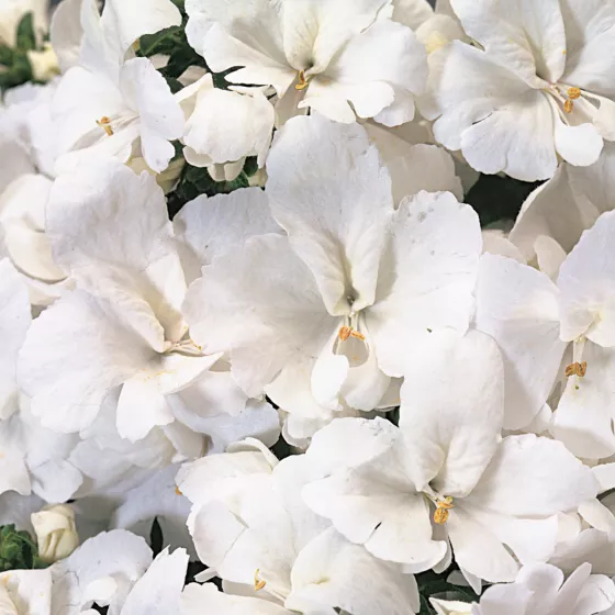 Atlantis Pure White | Syngenta Flowers