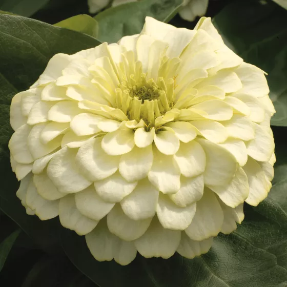 Magellan Ivory | Syngenta Flowers