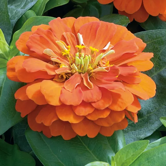 Short Stuff Orange | Syngenta Flowers