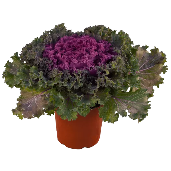 Bright and Early Red | Syngenta Flowers