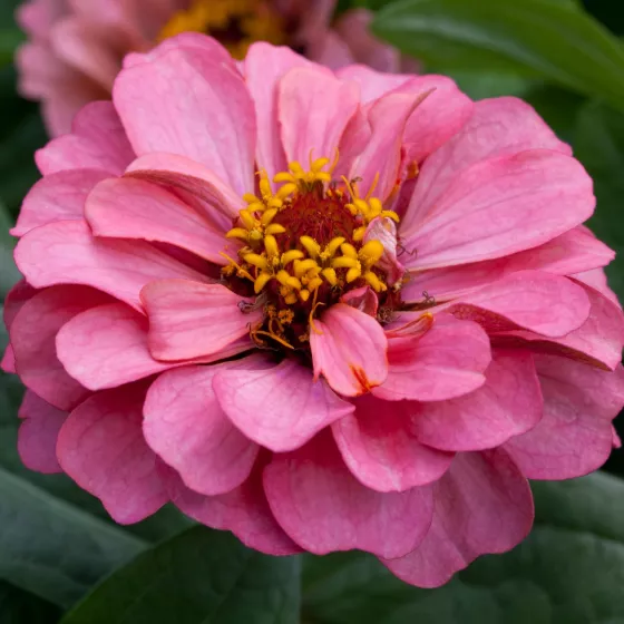 Juliette Pink Shades Imp. | Syngenta Flowers
