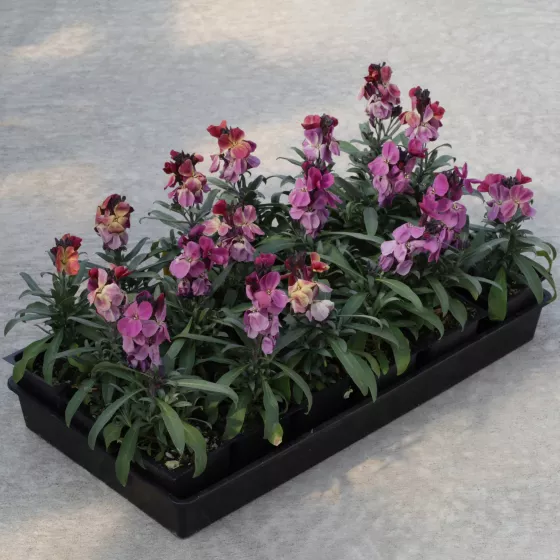 Sugar Rush Purple Bicolor | Syngenta Flowers
