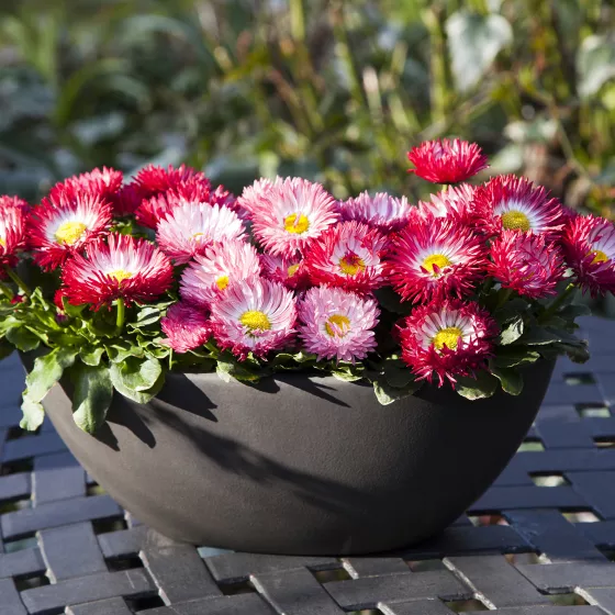 Bam Bam Mix | Syngenta Flowers