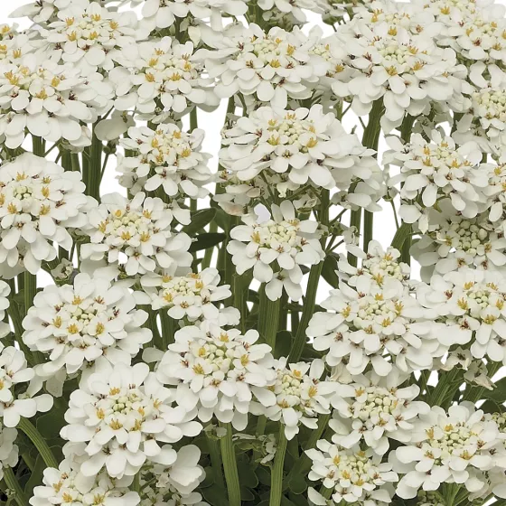 Snow Cone Late | Syngenta Flowers