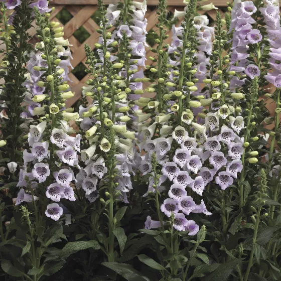 Camelot Lavender | Syngenta Flowers