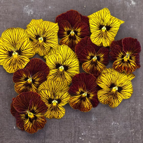 Tiger Eye Mix | Syngenta Flowers