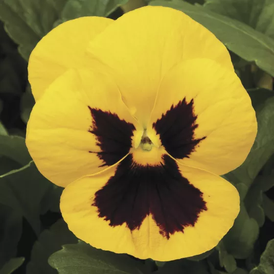 Delta Gold with Blotch | Syngenta Flowers