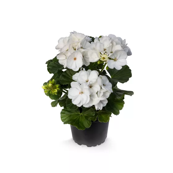 Mojo White | Syngenta Flowers