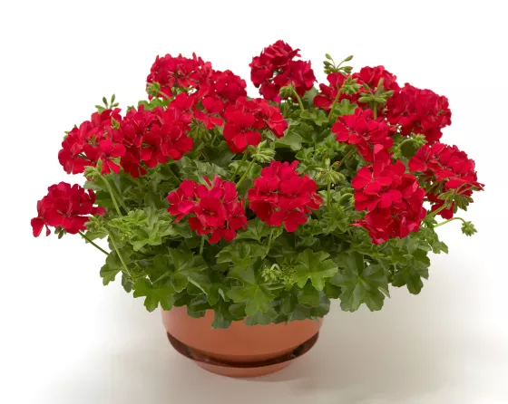 Calliope Landscape Deep Red | Syngenta Flowers