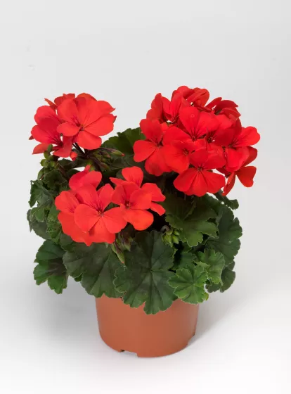 Calliope Landscape Orange | Syngenta Flowers