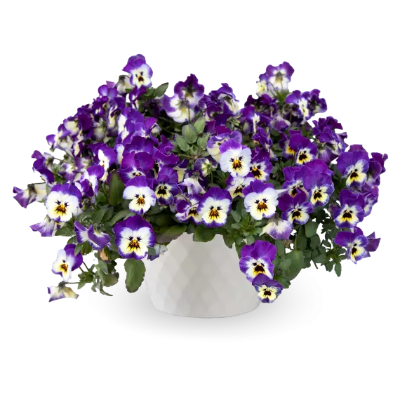 Freefall XL Blue Picotee Shades | Syngenta Flowers