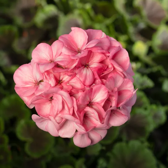 Horizon Shadow Light Pink | Syngenta Flowers