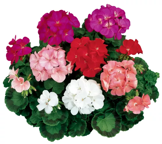 Ringo 2000 Formula Mix | Syngenta Flowers