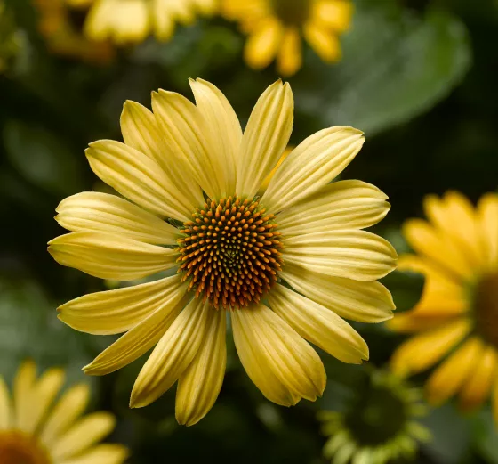 Prairie Blaze Golden Yellow | Syngenta Flowers