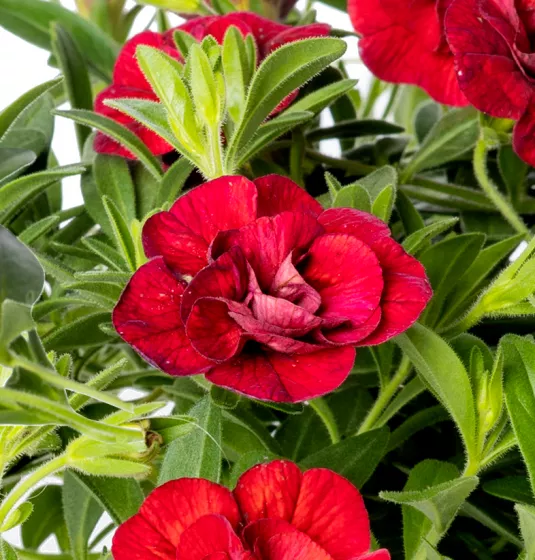 Callie Double Red | Syngenta Flowers