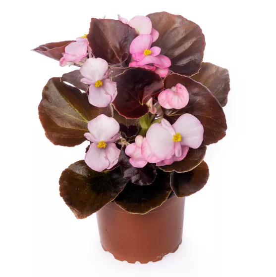 Bada Boom Light Pink | Syngenta Flowers