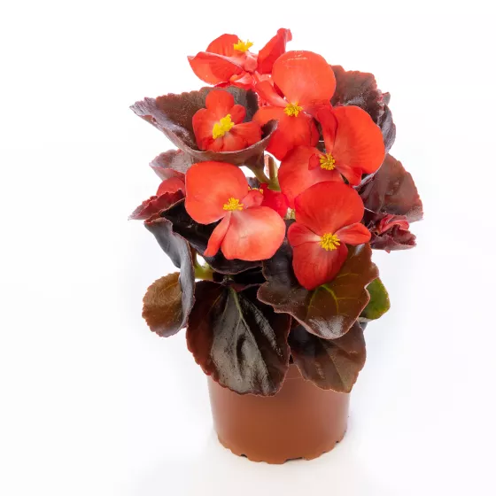 Bada Boom Scarlet | Syngenta Flowers