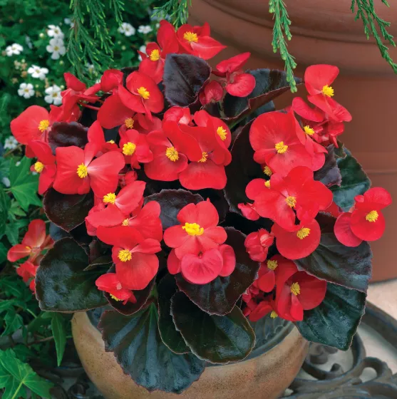 Bada Boom Scarlet | Syngenta Flowers