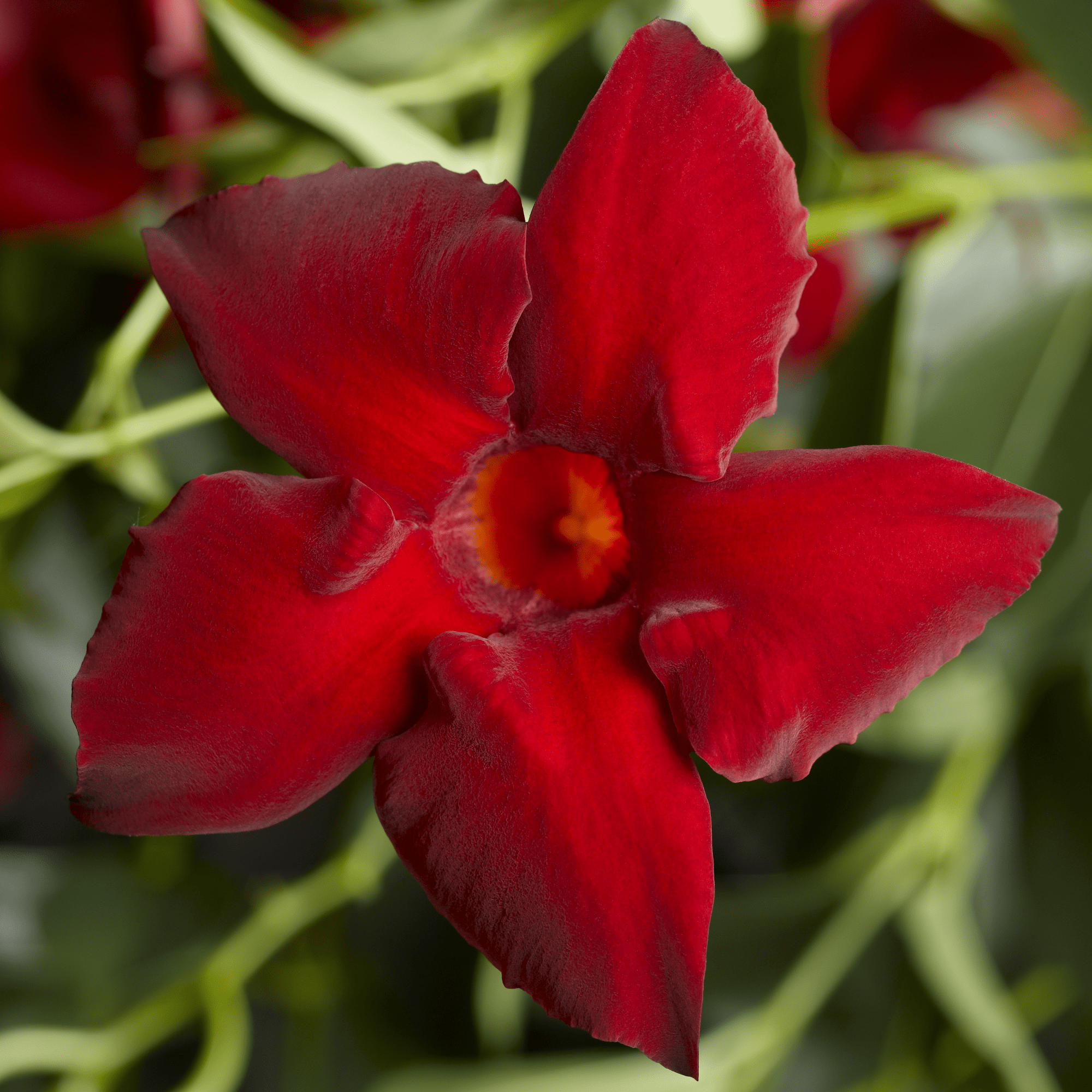 Rio Grande Red | Syngenta Flowers