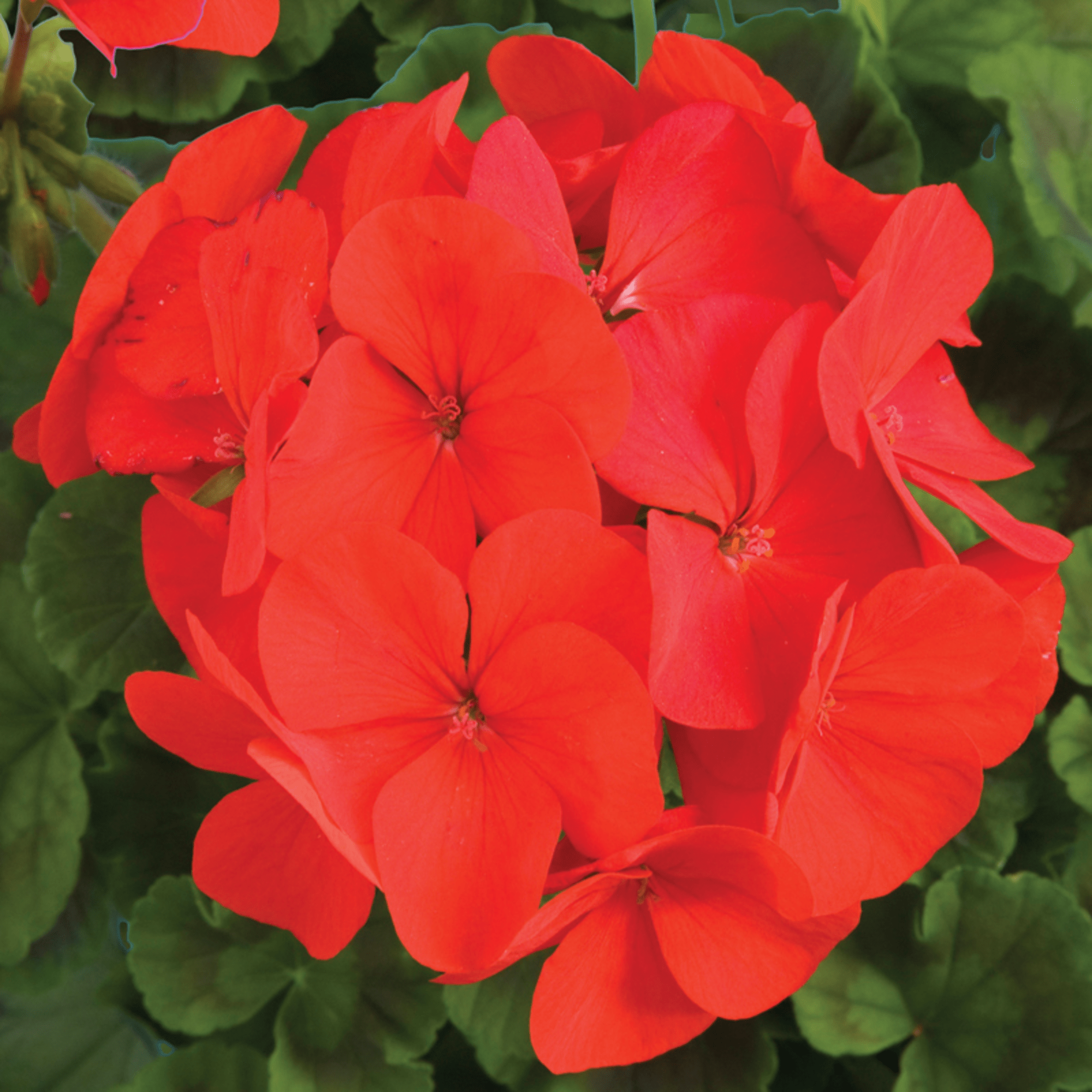 Ringo 2000 Deep Red | Syngenta Flowers