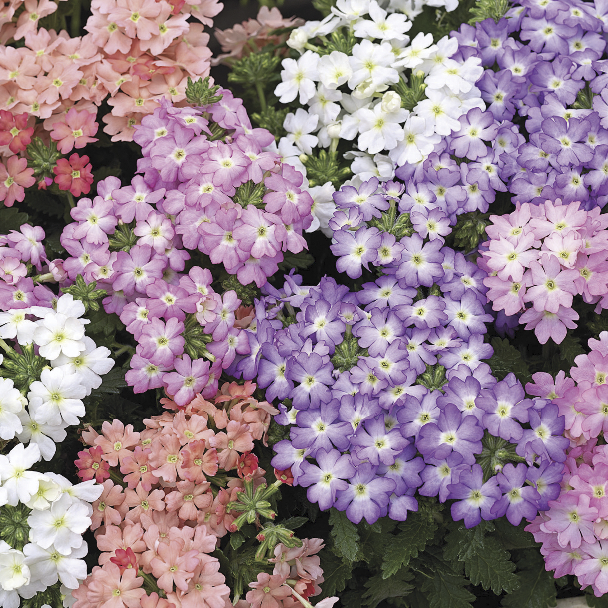 Tuscany Lavender Picotee | Syngenta Flowers