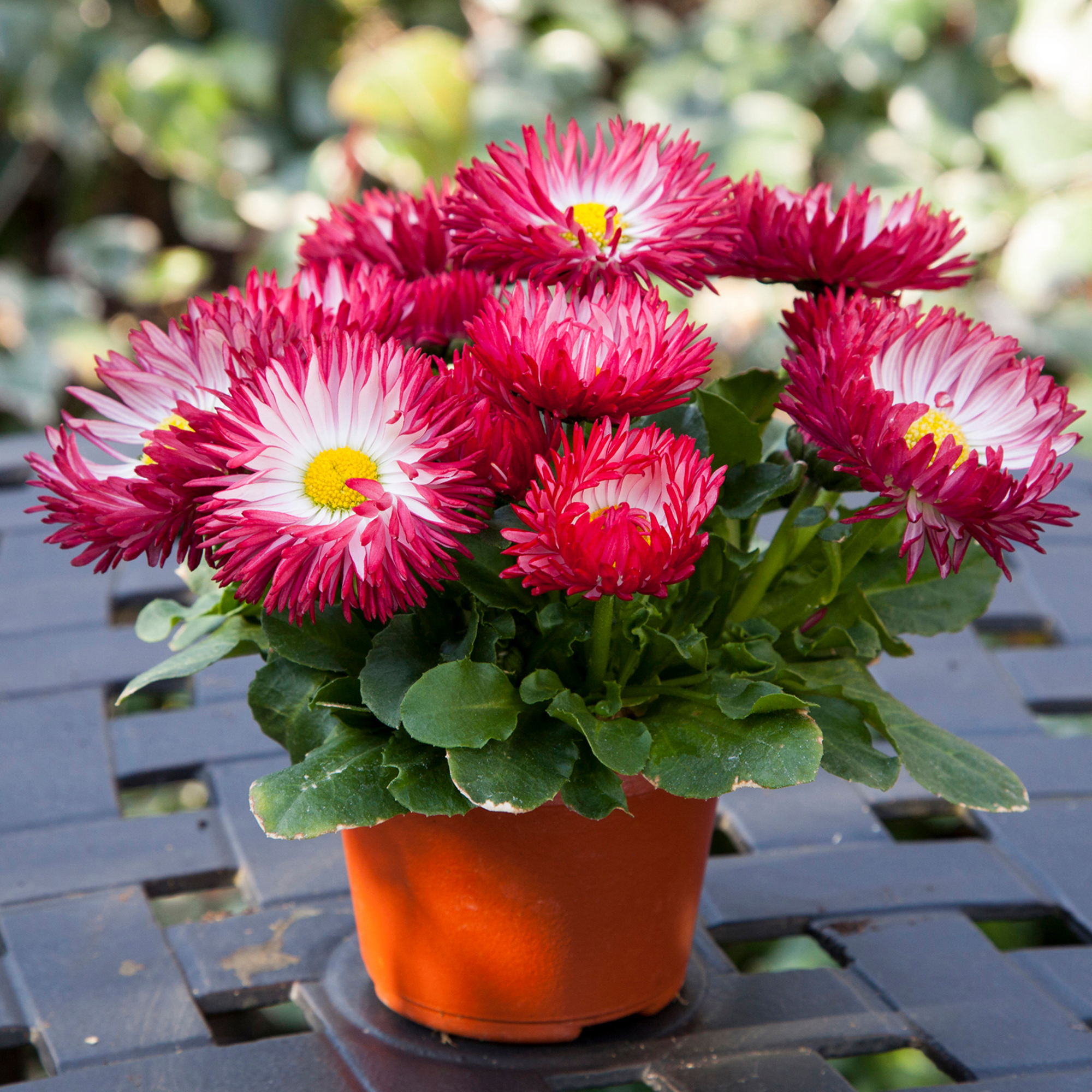 Bam Bam Red | Syngenta Flowers