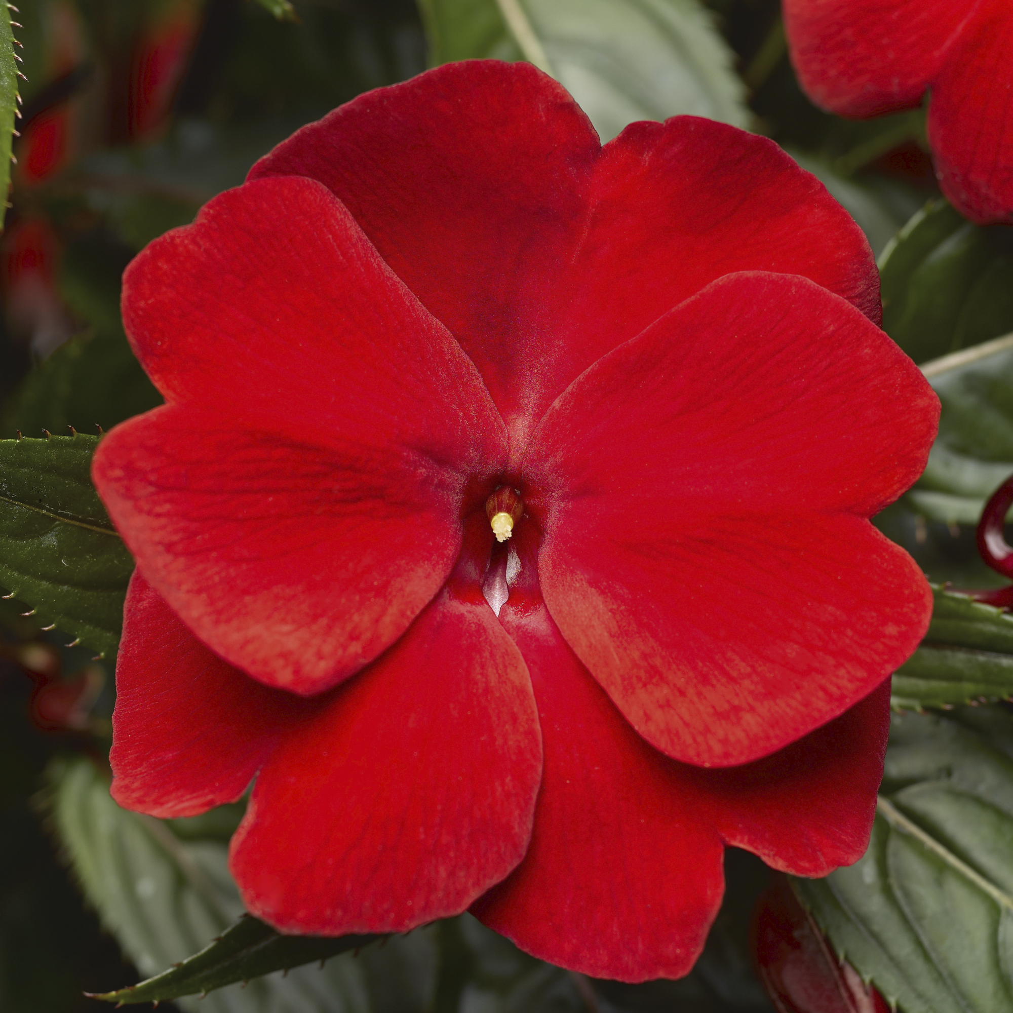 Sonic Deep Scarlet | Syngenta Flowers