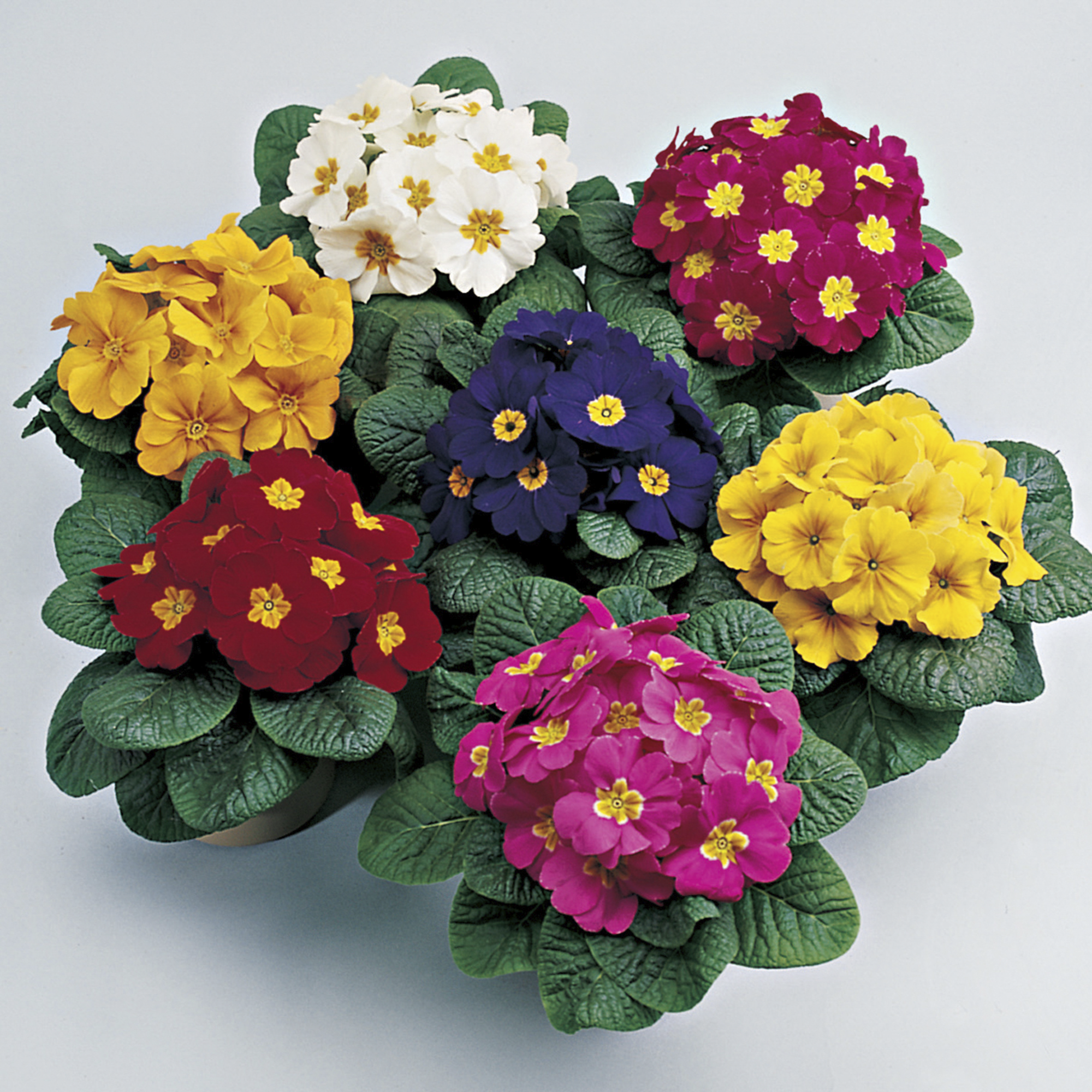 Primera Orange | Syngenta Flowers