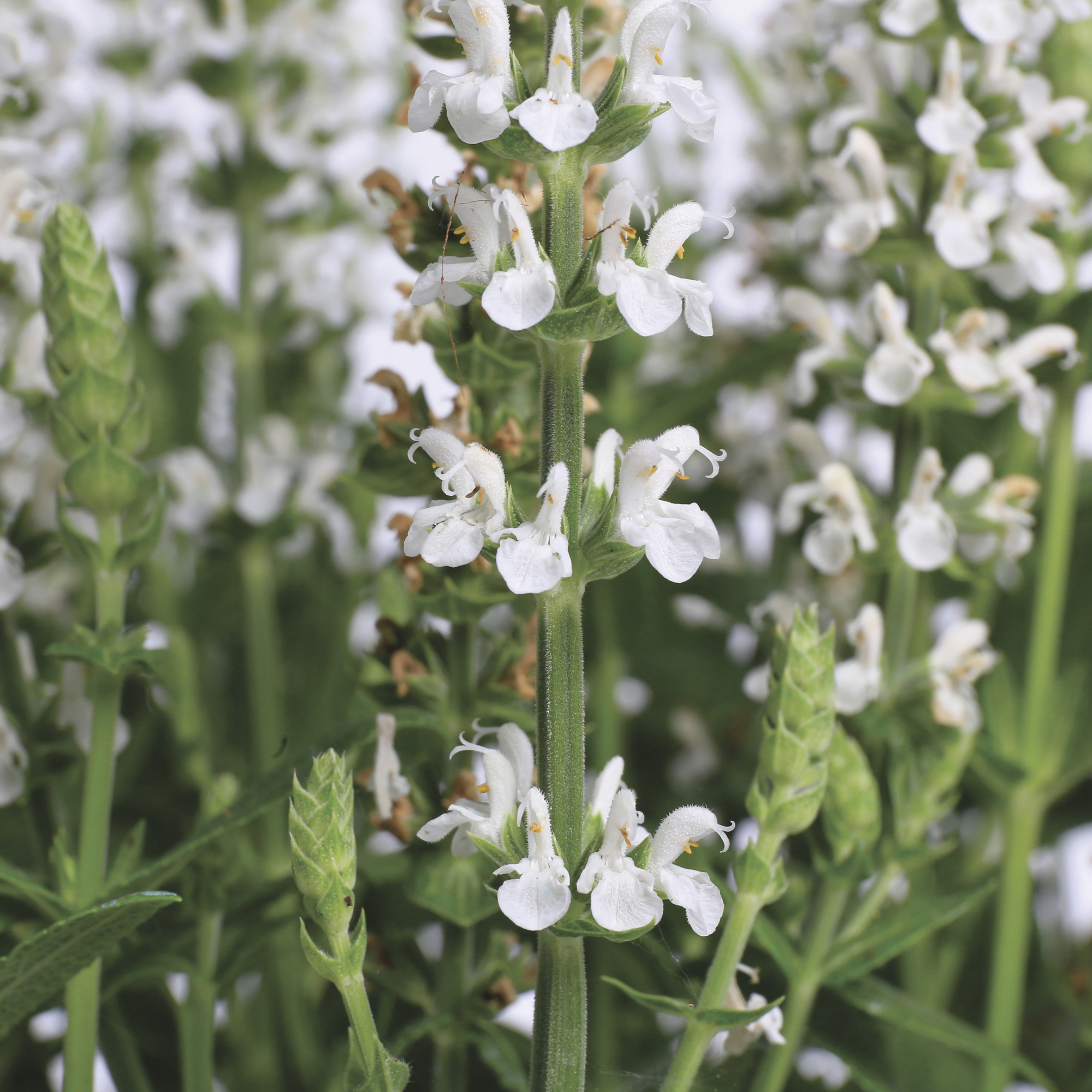 Merleau Blue Compact | Syngenta Flowers