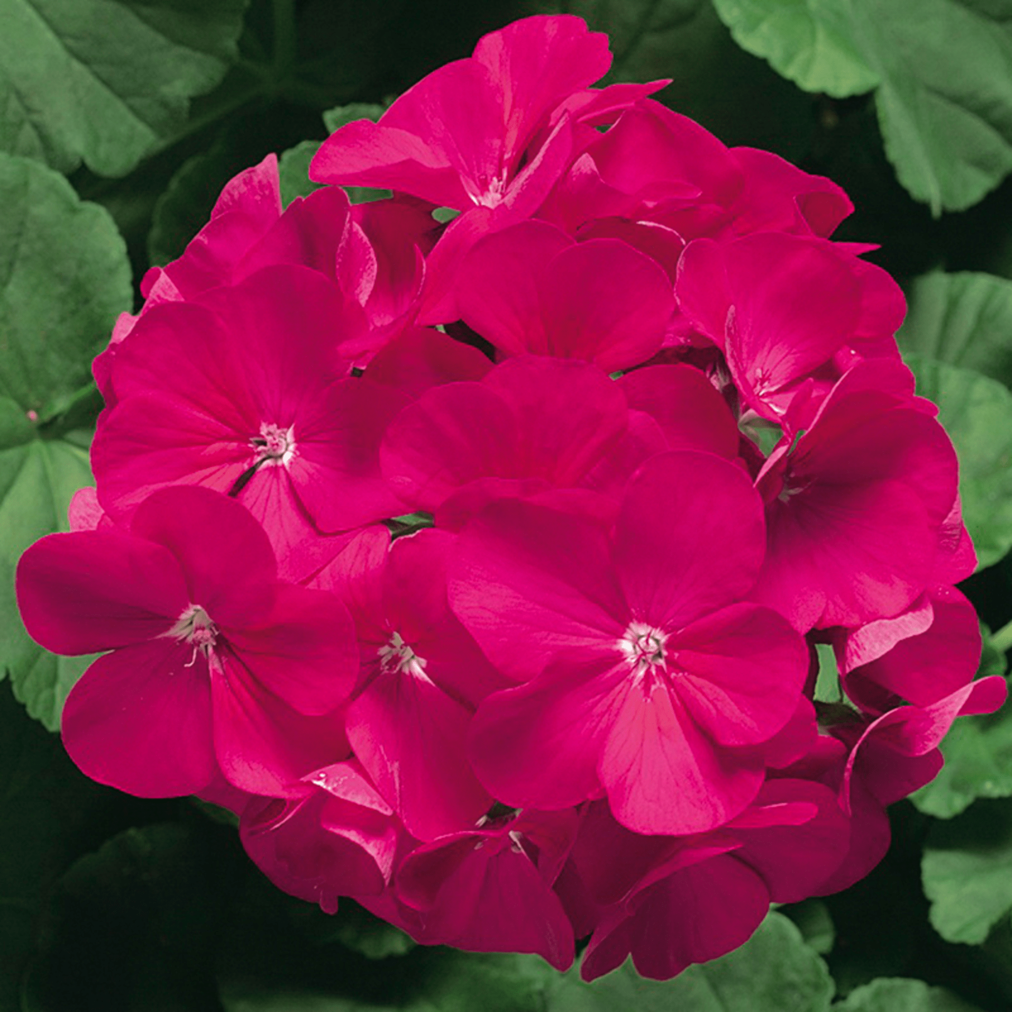Ringo 2000 Formula Mix | Syngenta Flowers