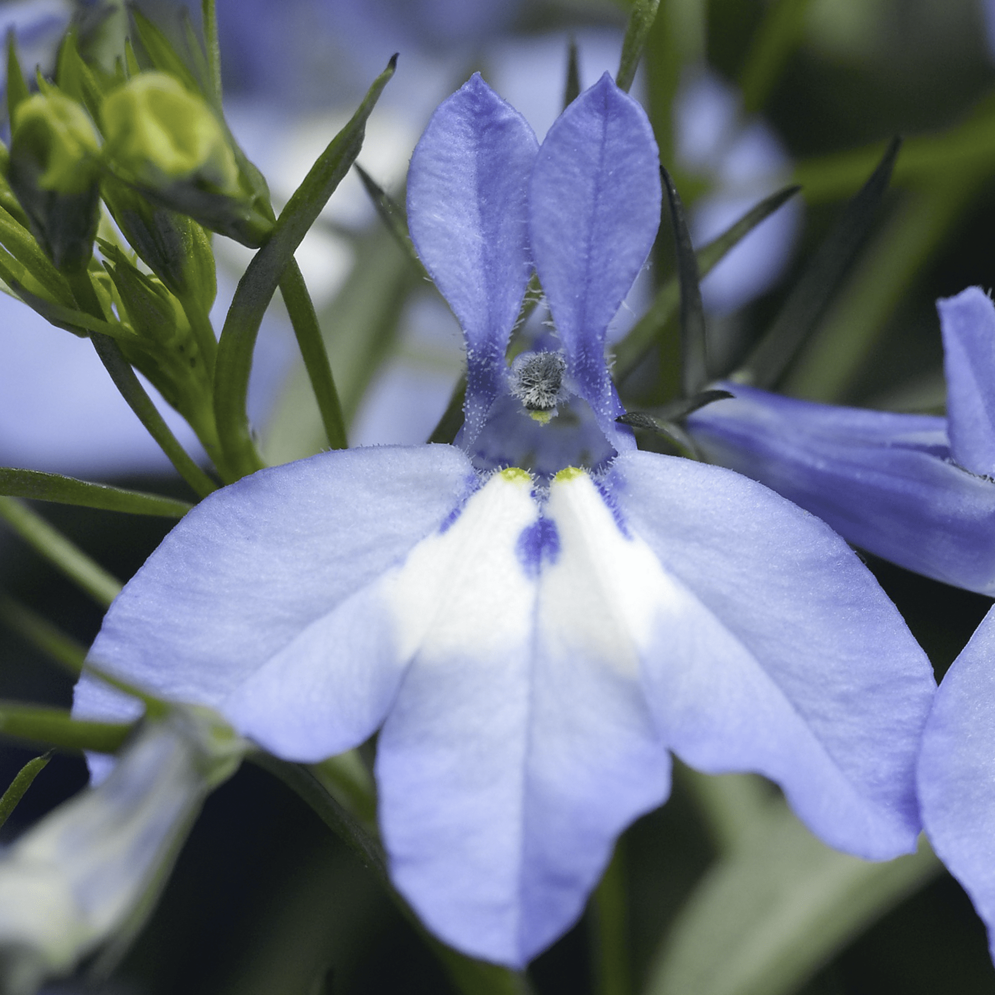 Techno Up Sky Blue | Syngenta Flowers