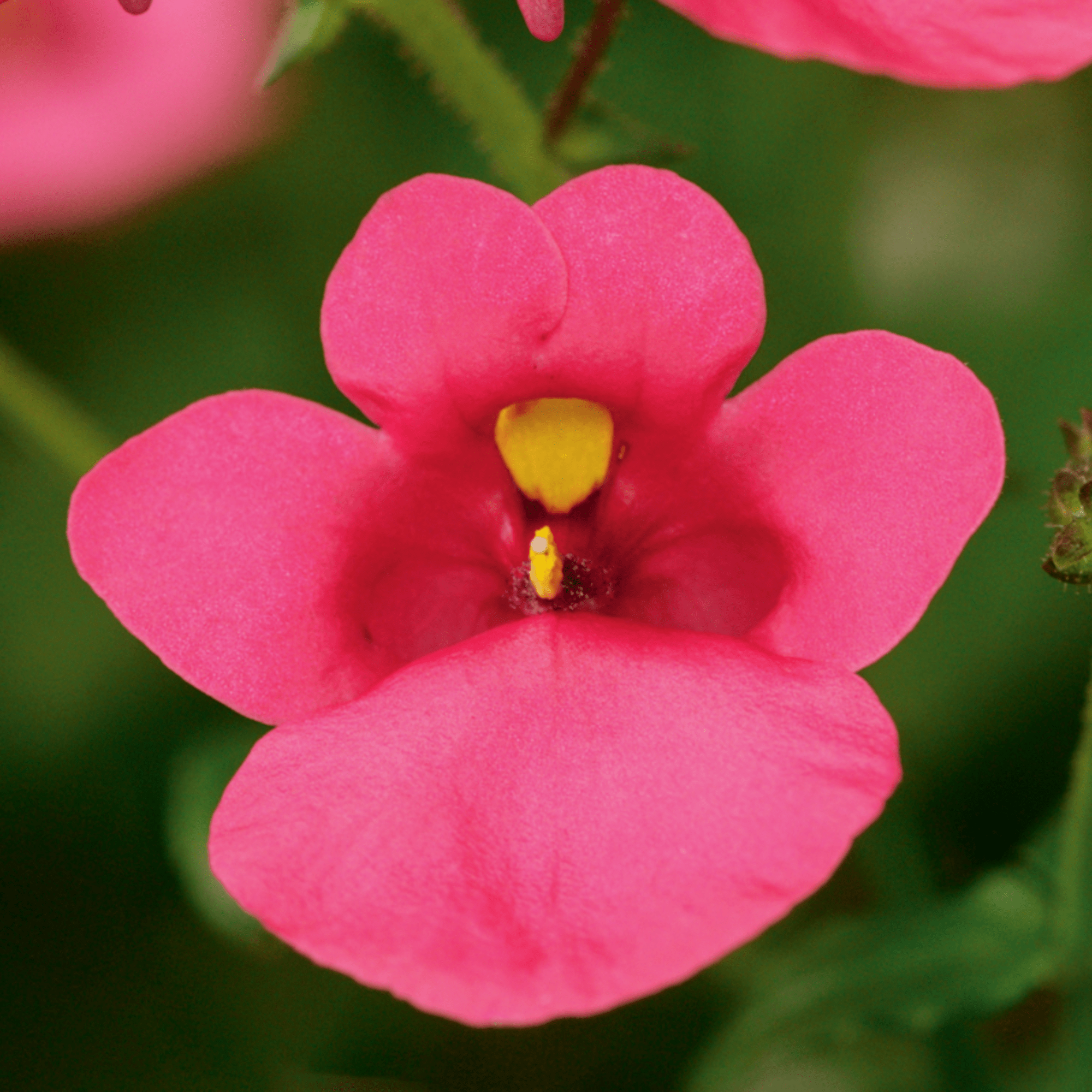 Flying Colors Red | Syngenta Flowers