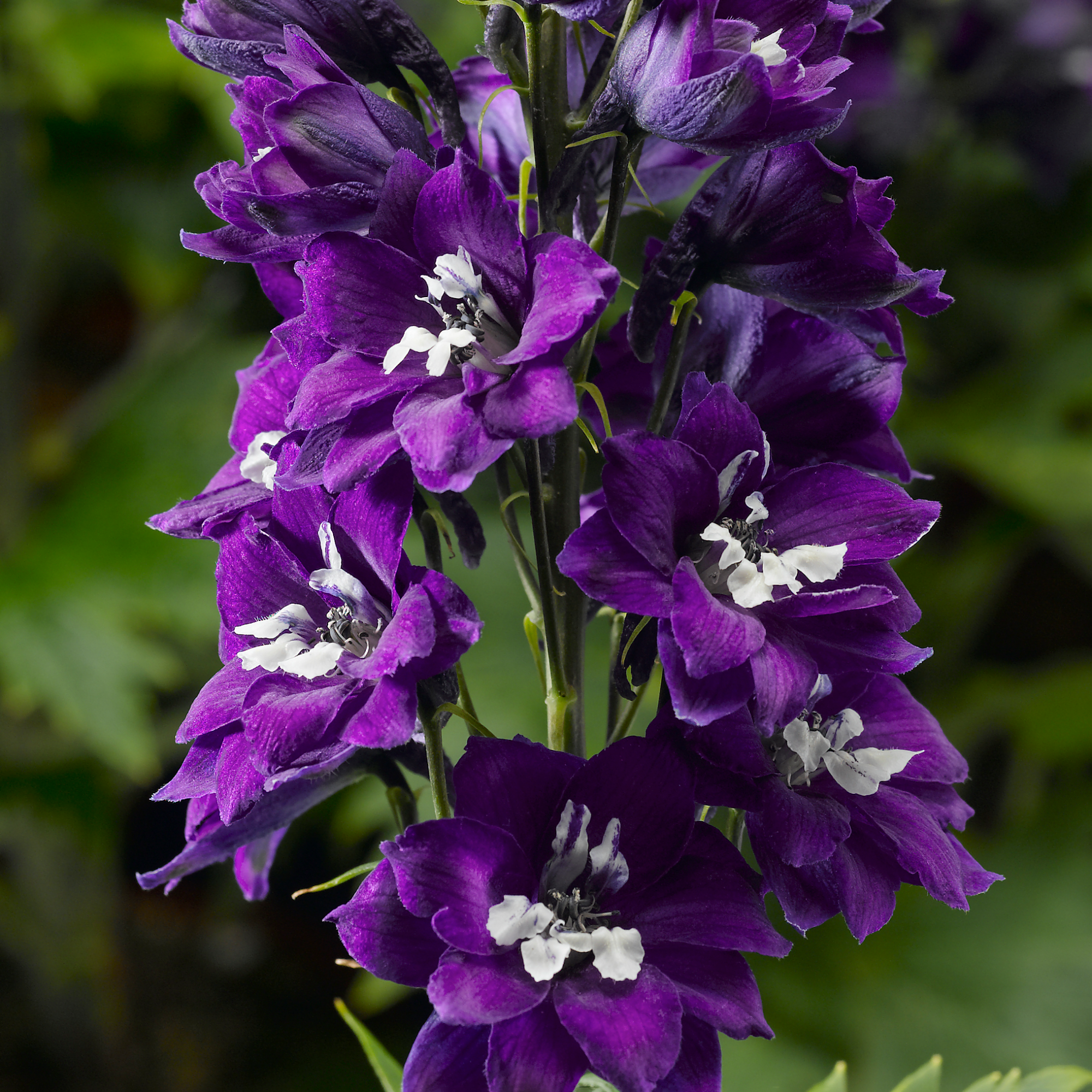 Delphina Dark Blue Black Bee | Syngenta Flowers