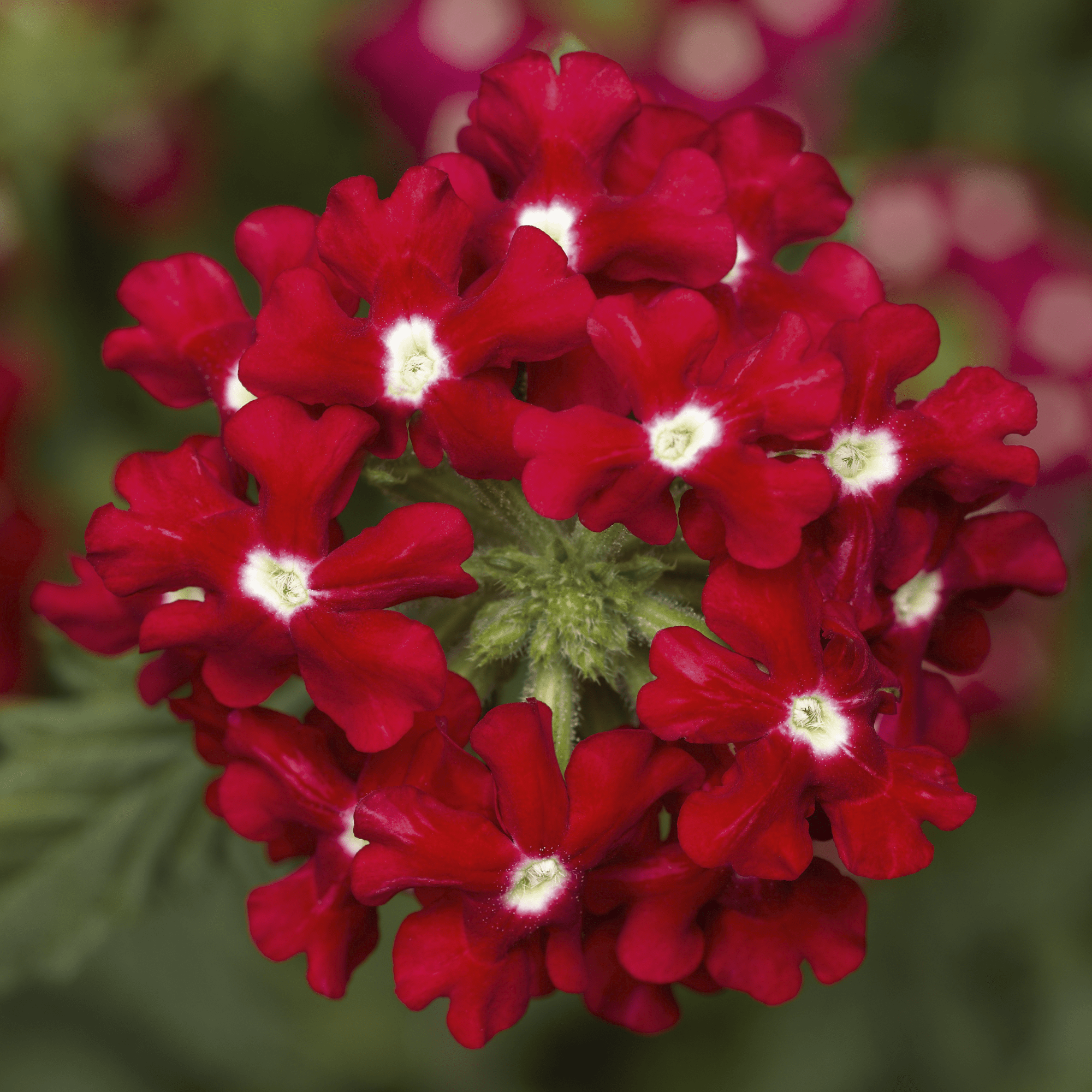 Obsession Cascade Red with Eye | Syngenta Flowers
