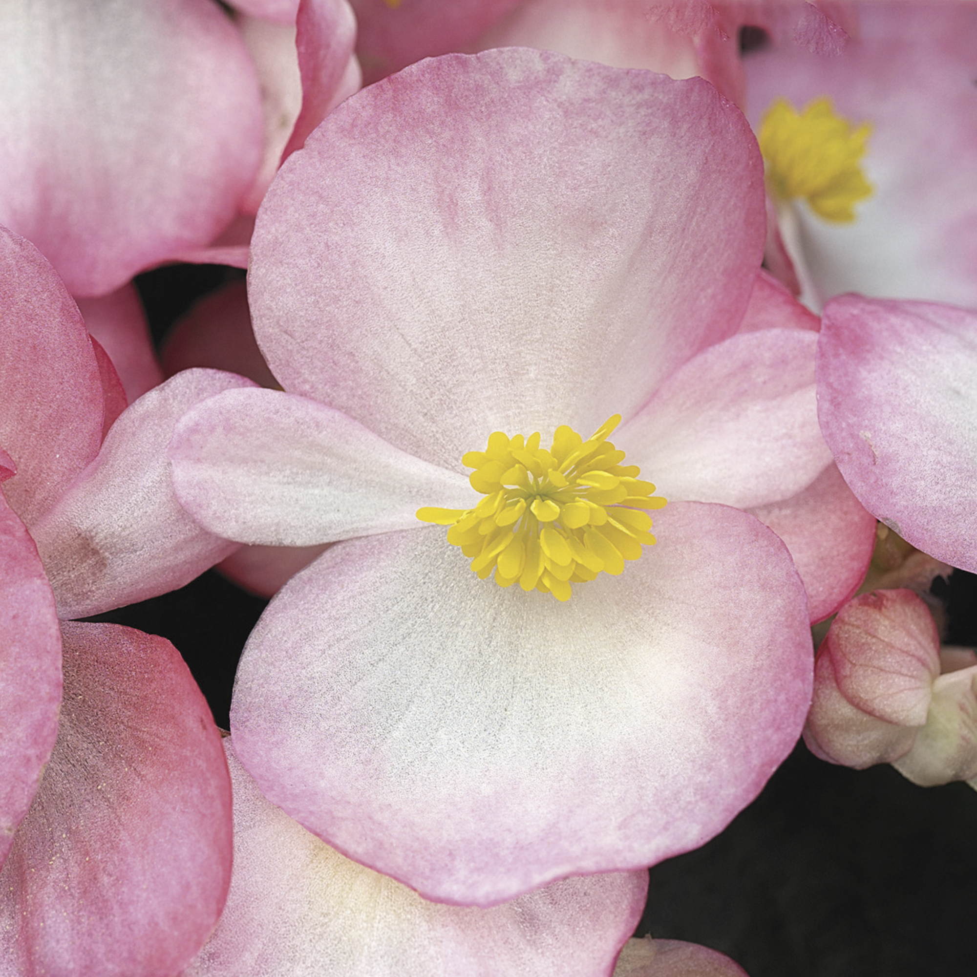 Bada Boom Rose Bicolor | Syngenta Flowers