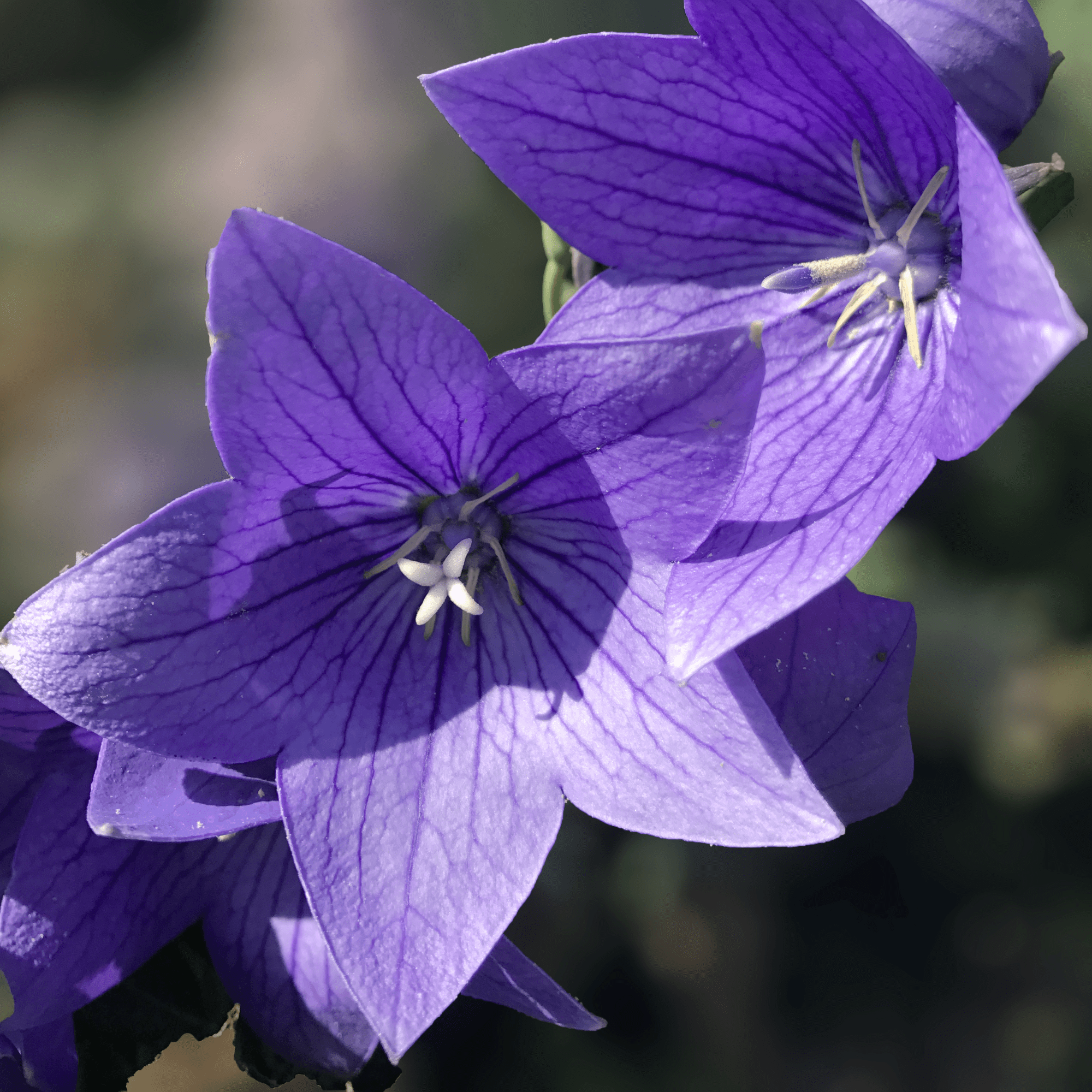 Twinkle Blue | Syngenta Flowers
