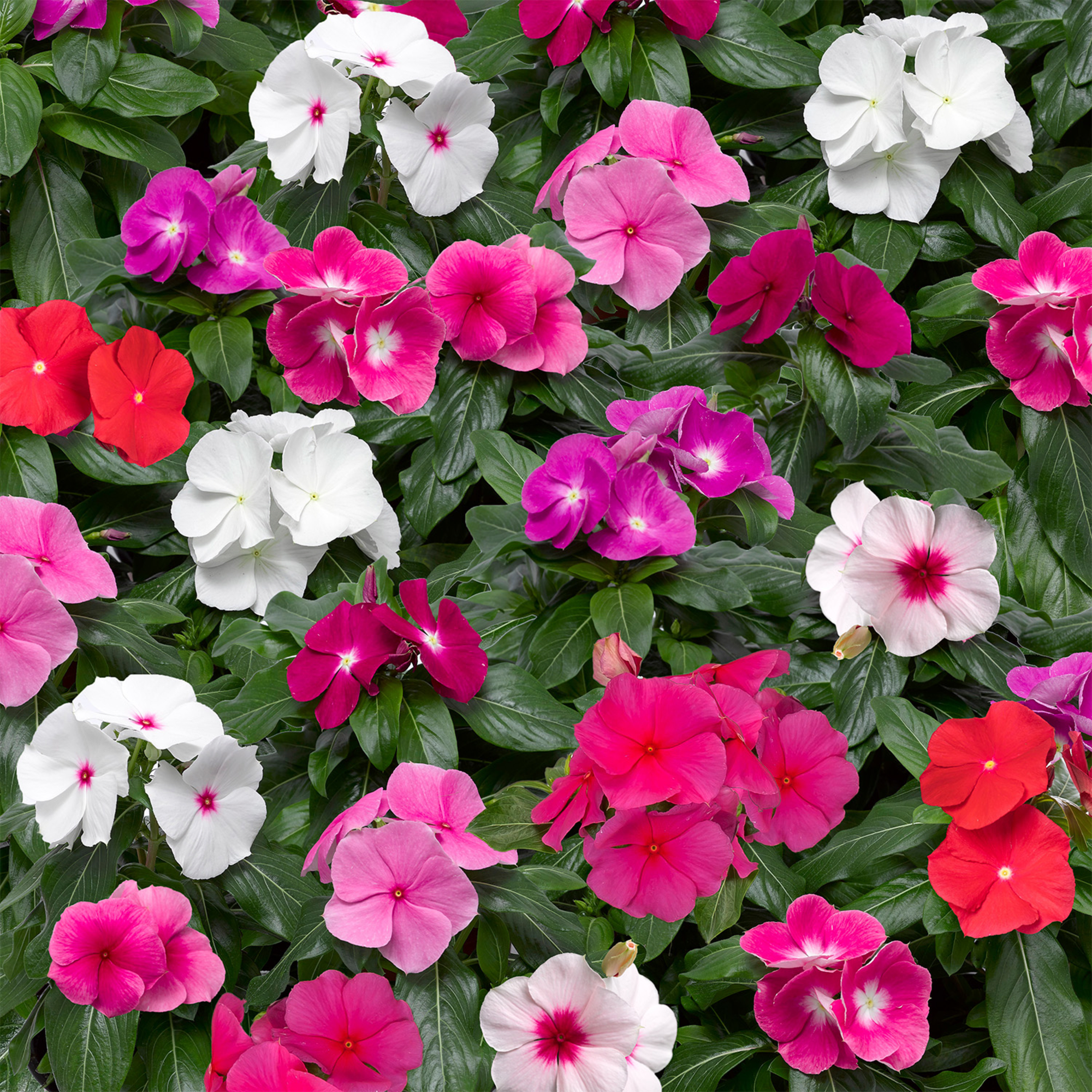 Cora XDR Mix | Syngenta Flowers