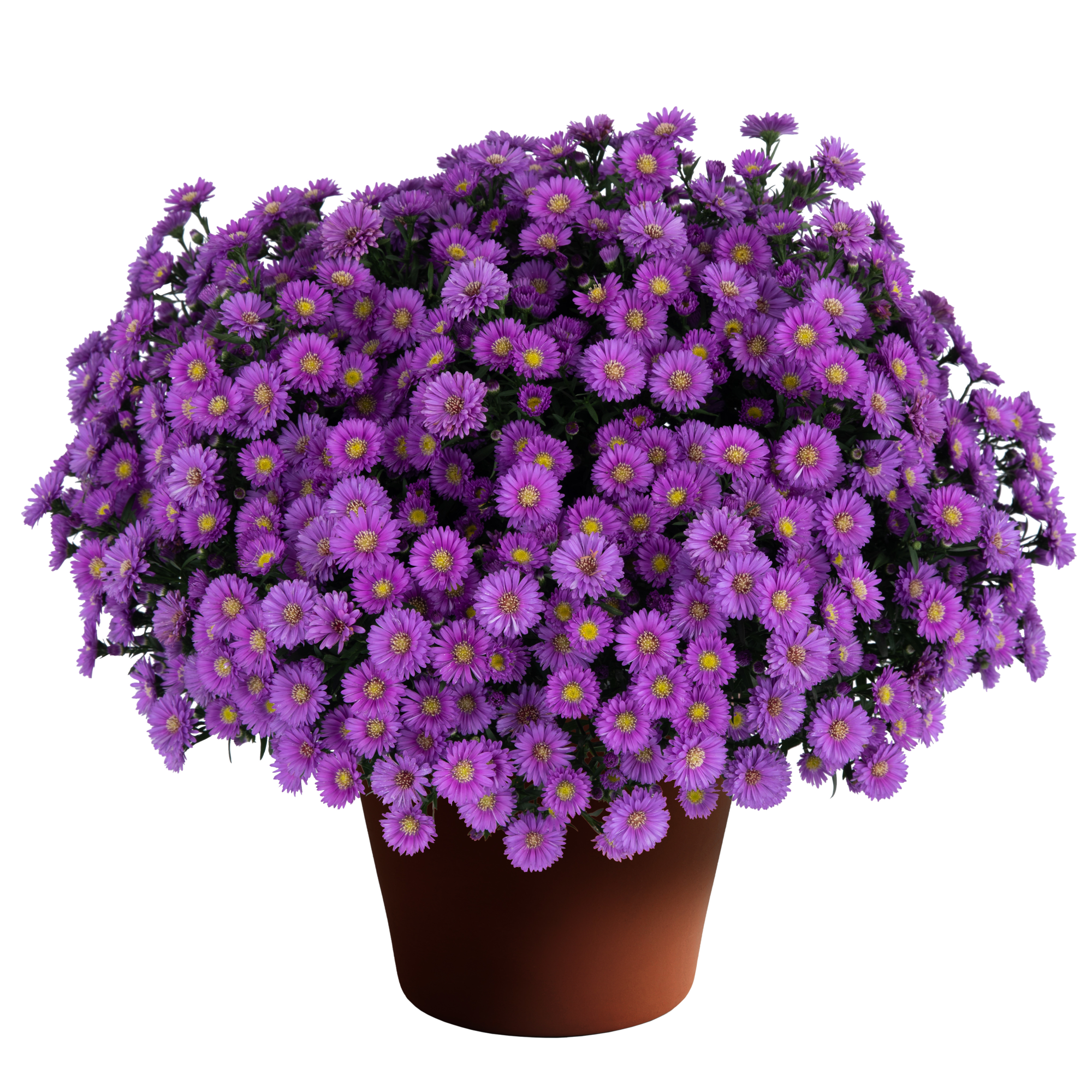 Magic Lavender | Syngenta Flowers
