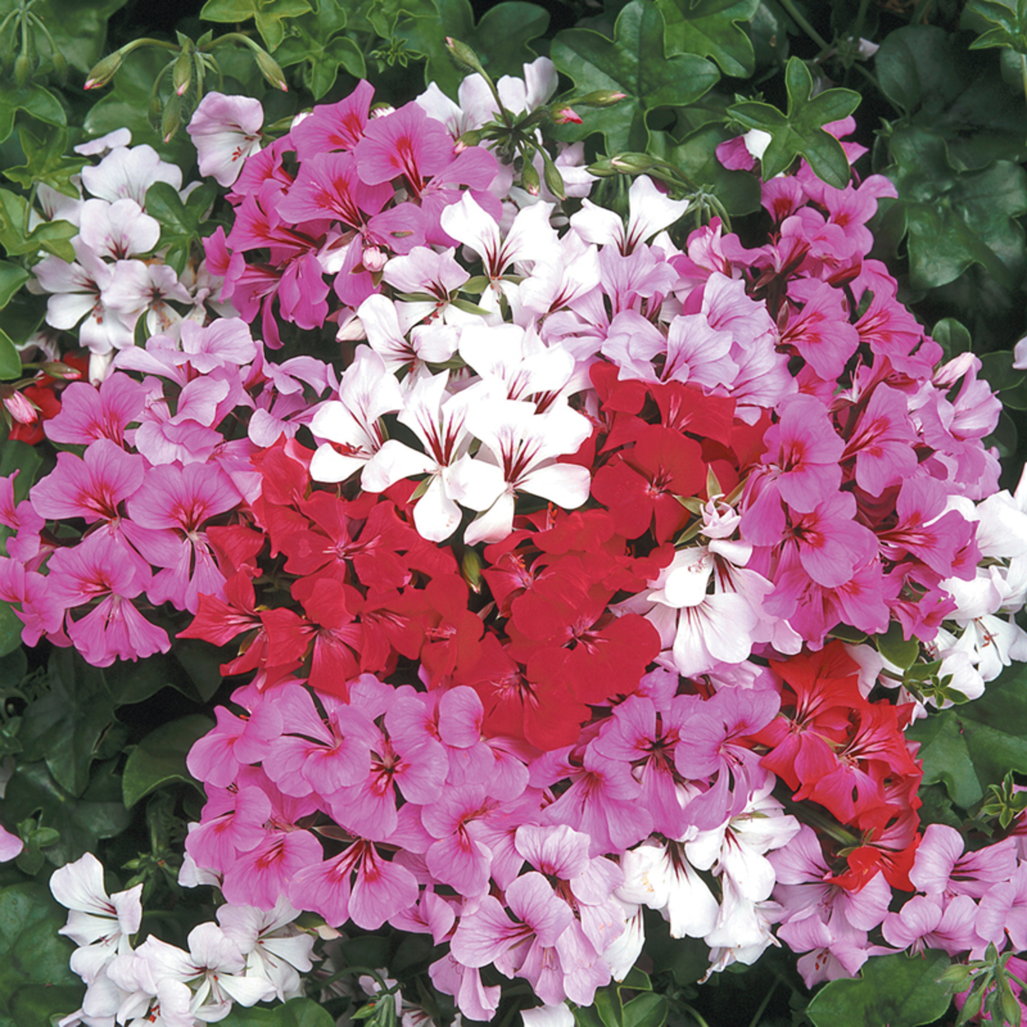 Tornado Formula Mix | Syngenta Flowers