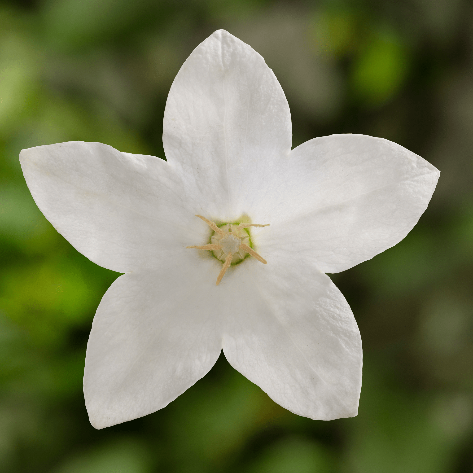 Twinkle White | Syngenta Flowers