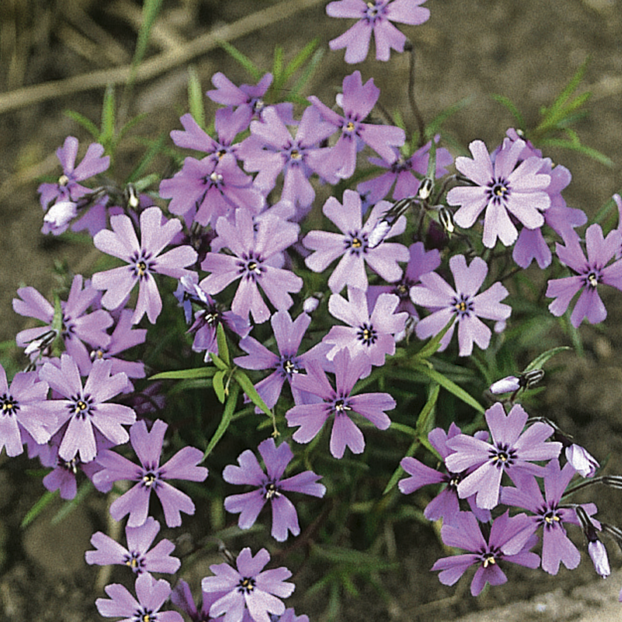 Fort Hill | Syngenta Flowers