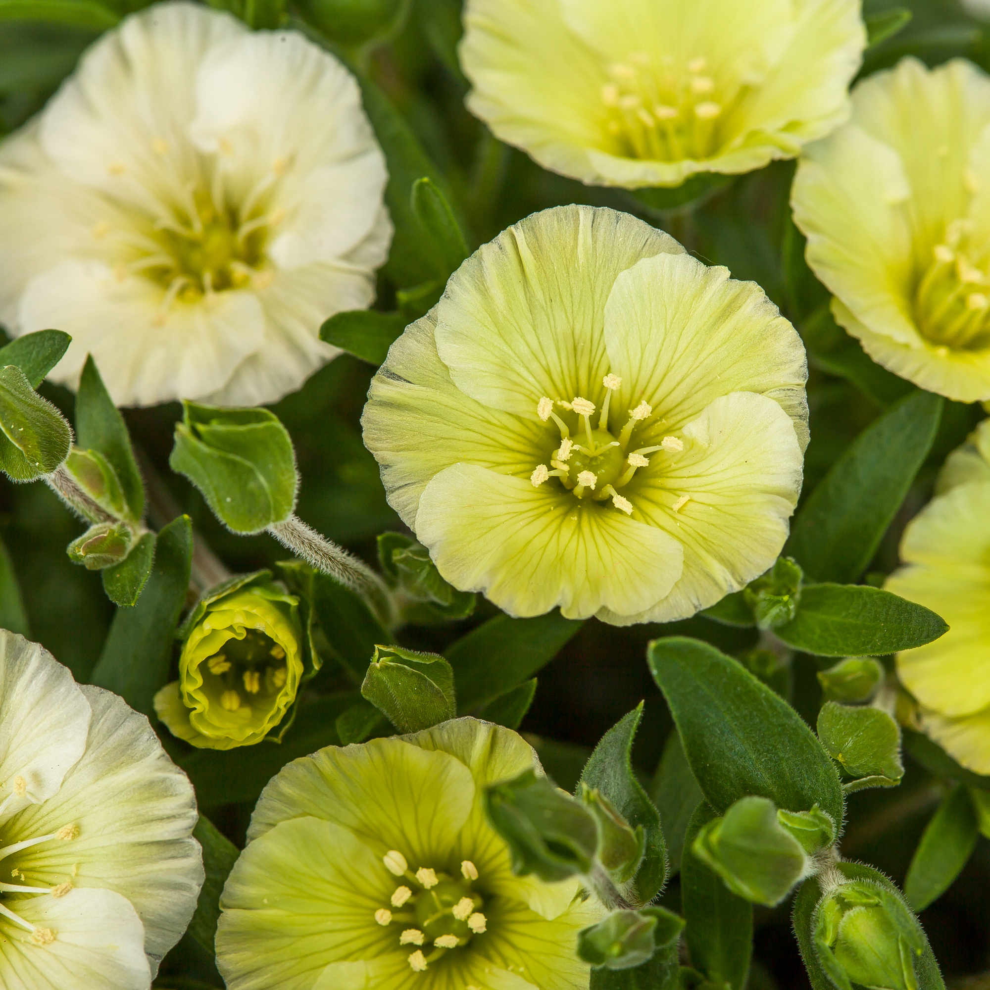 Summer Lemon | Syngenta Flowers