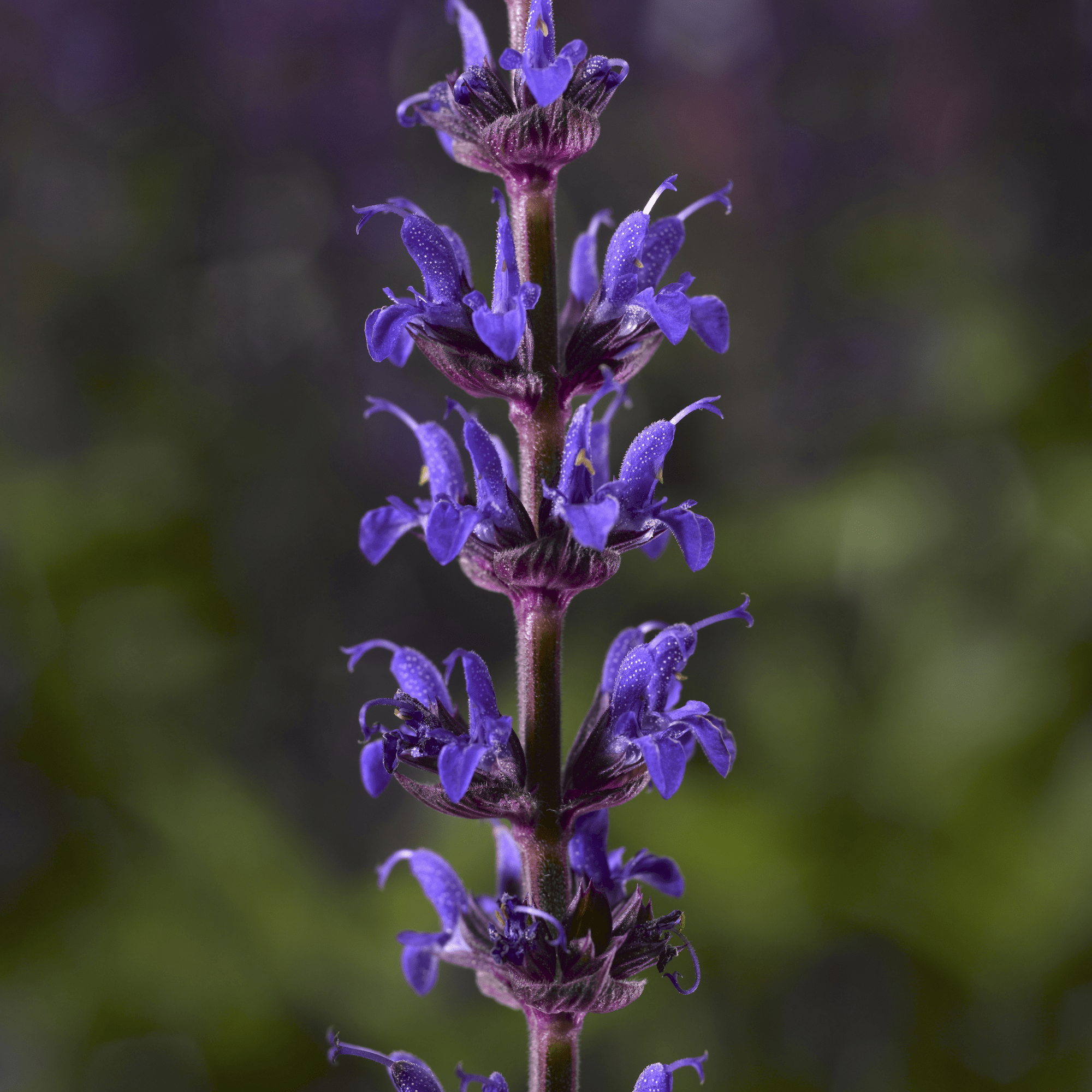 Bordeau Deep Blue | Syngenta Flowers